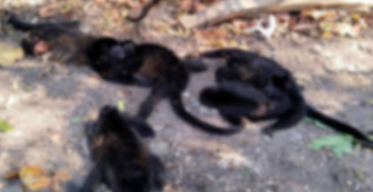 Suman 157 monos muertos en Tabasco y Chiapas; Semarnat aún investiga causa