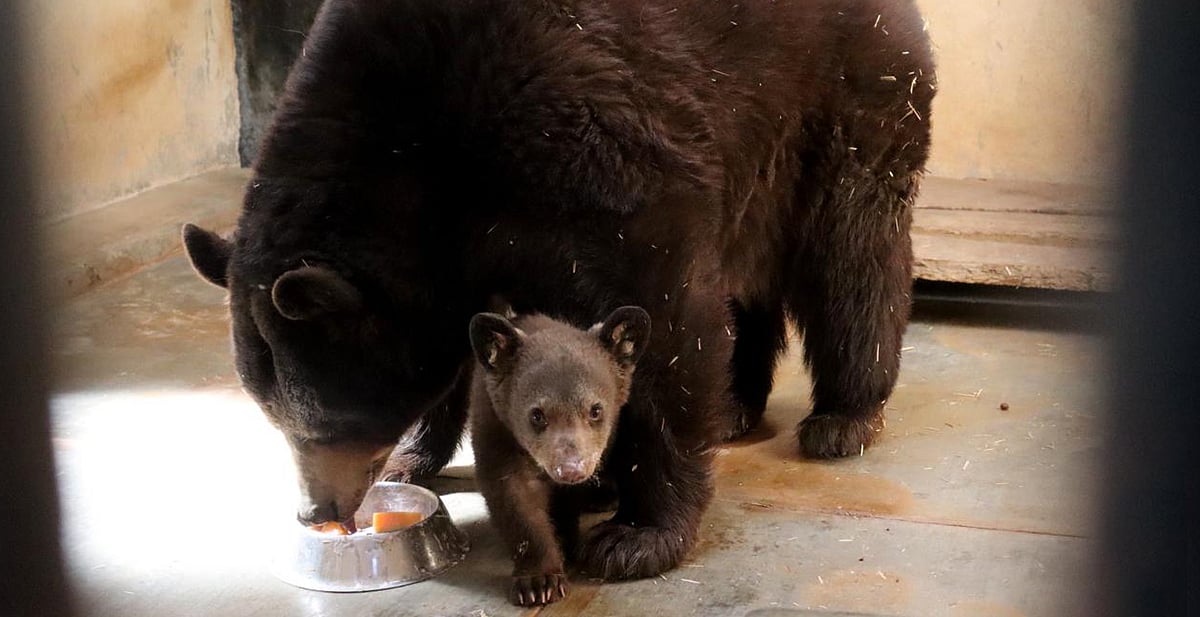 Tierno osito nace en Zoológico de Morelia