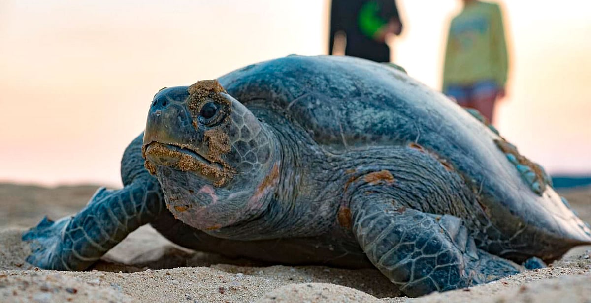 Día Internacional de la Tortuga: Descubre las 3 Especies que Visitan ...