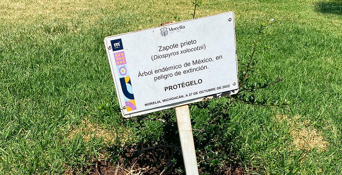 Conservan la especie zapote prieto, endémica de Morelia
