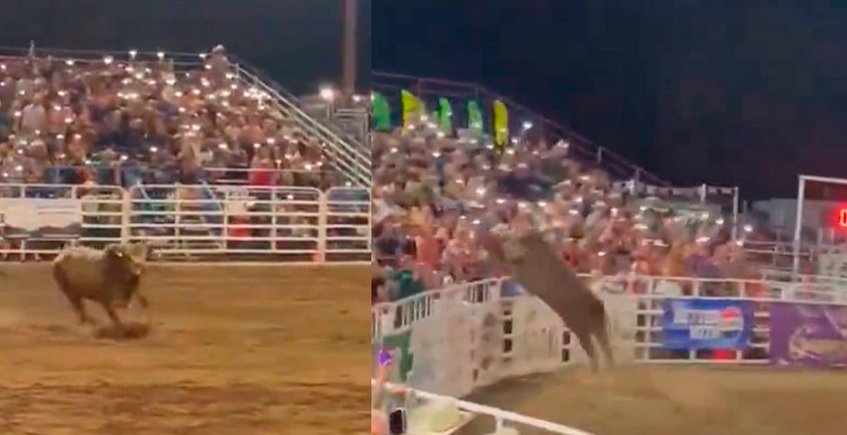 Toro de rodeo salta valla y deja tres heridos en Oregón, EE.UU.