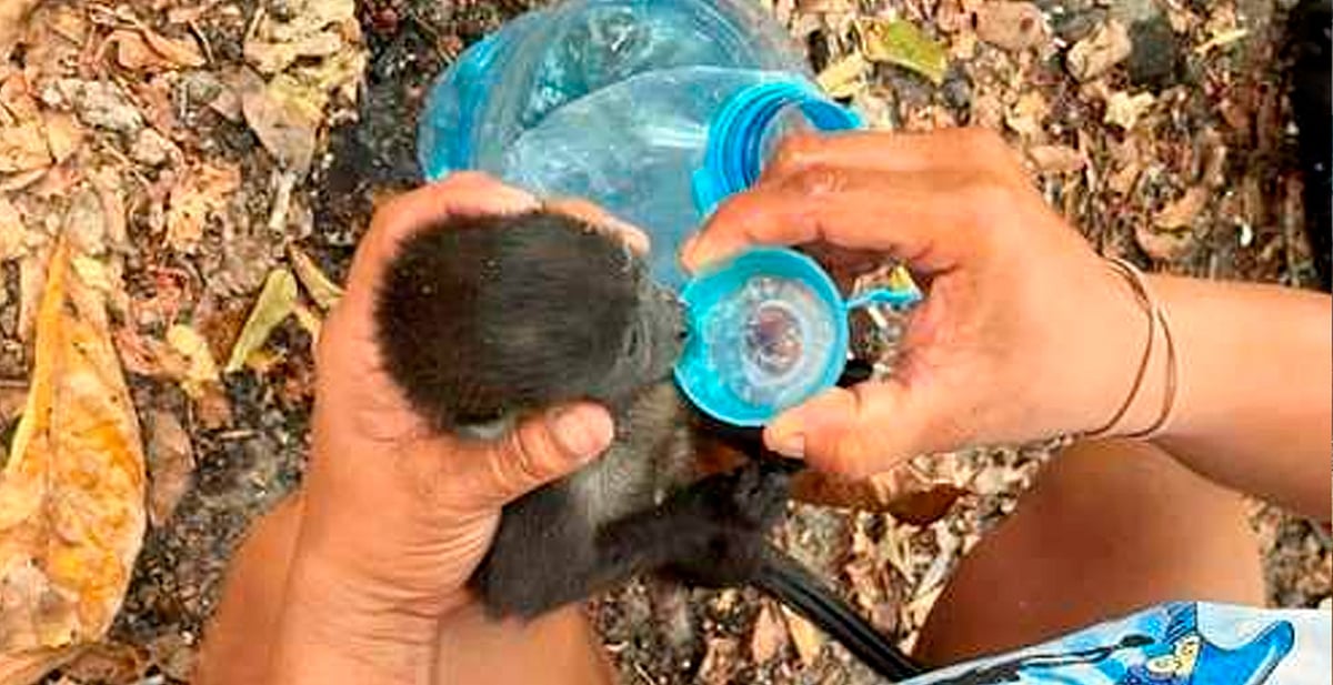 Lluvias mejoran hábitat de primates en el sureste de México
