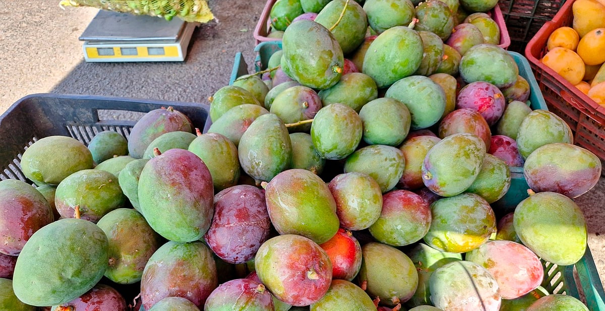 Michoacán exporta más de 70 mil toneladas de mango de alta calidad en 2024
