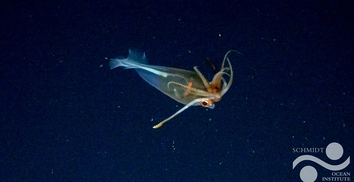 Captan por primera vez a un calamar colosal vivo