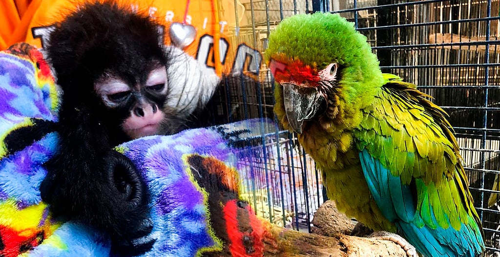 Profepa rescata monos y aves en peligro en Guadalajara