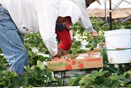 Michoacán se reafirma como líder agroexportador; registró 1,289 mdd en ...