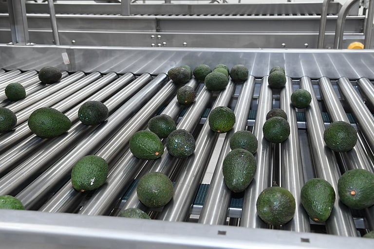 Michoacán se reafirma como líder agroexportador; registró 1,289 mdd en ...