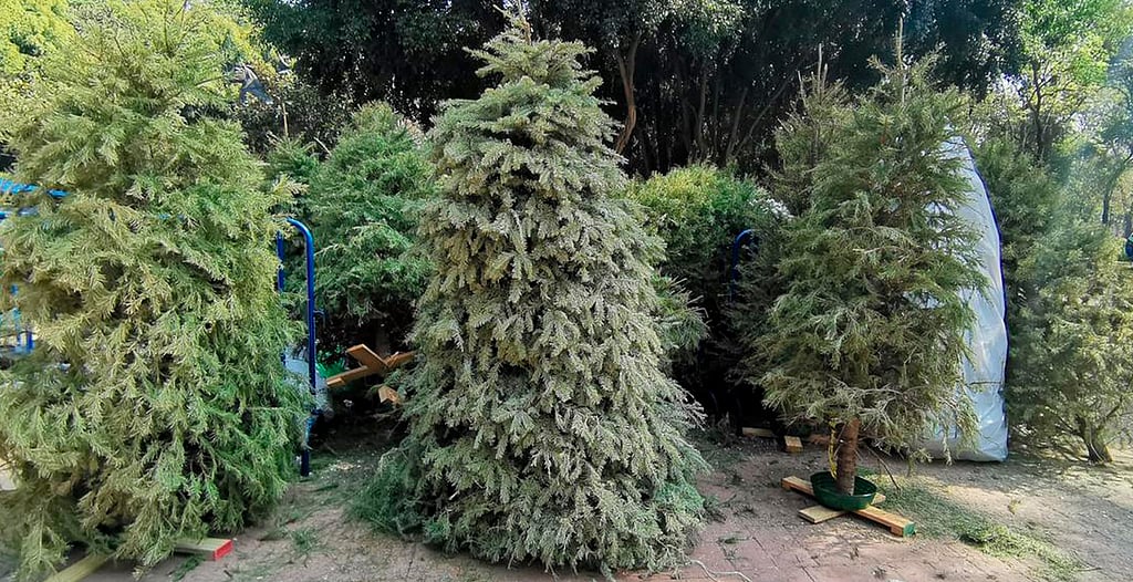 Cofom recibe árboles de Navidad