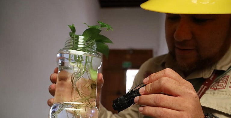 En 2025, Michoacán registró 81 % menos casos de dengue: SSM