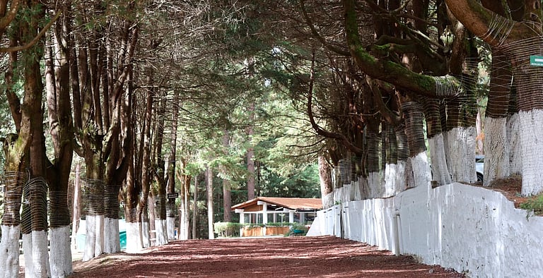 Rancho Viejo Los Azufres, un refugio para el bienestar en medio del ...