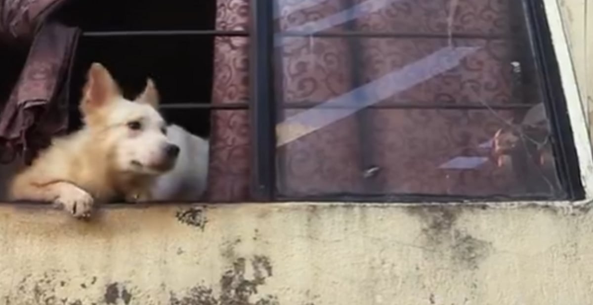 Rescatan a 52 perros en hacinamiento en Guadalajara