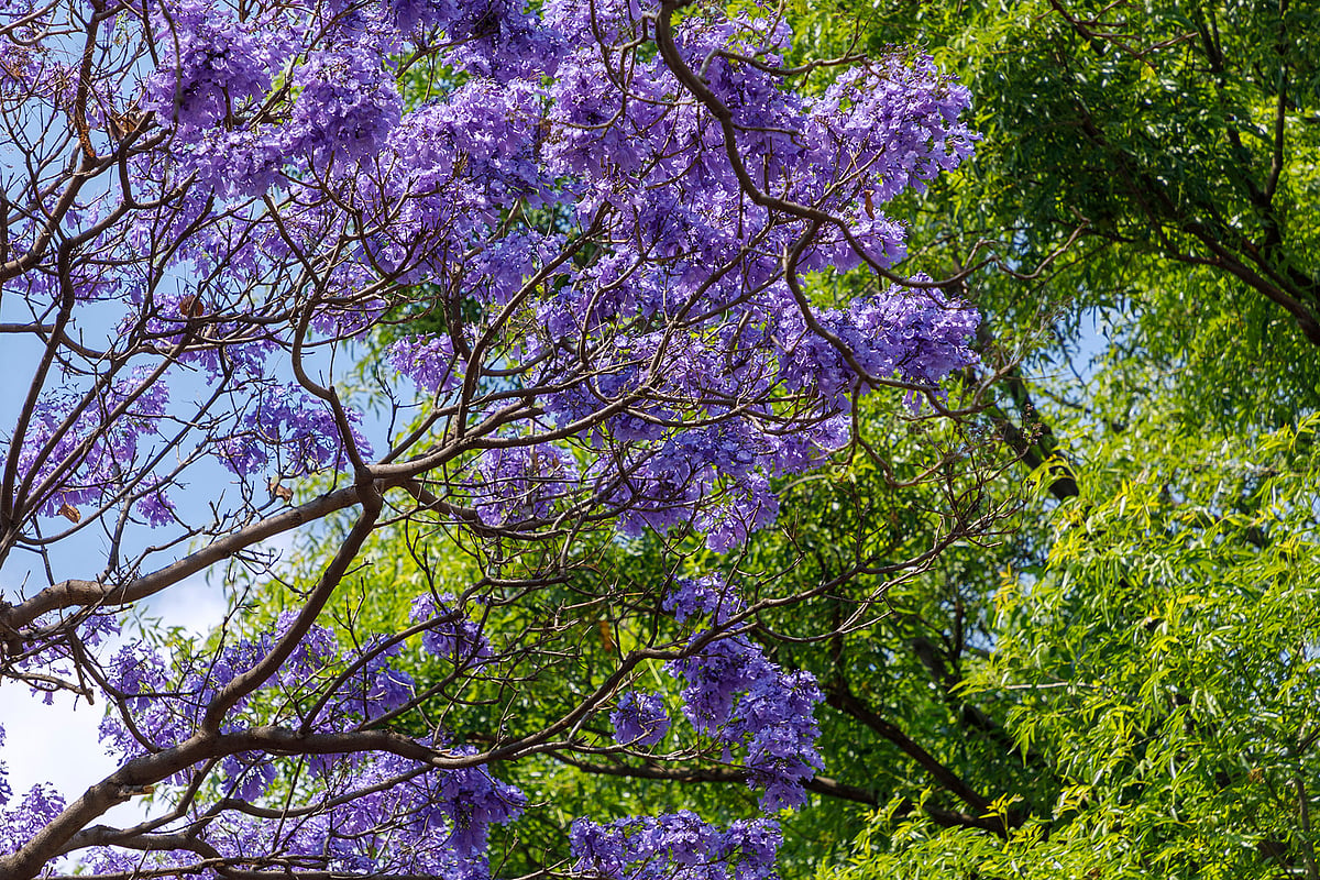 Jacarandas florecen en Morelia