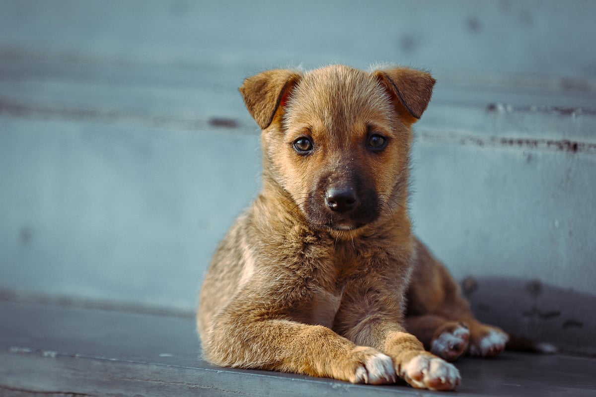 IMPA va por la creación comités para la protección animal en colonias ...