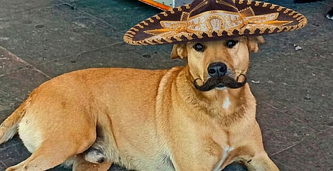 perro caramelo