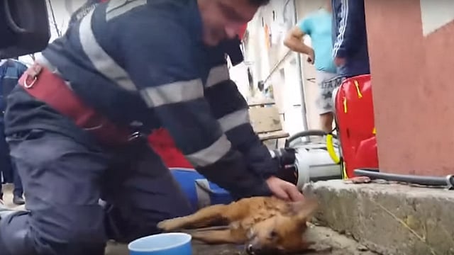Video: Bombero logra reanimar a perro moribundo
