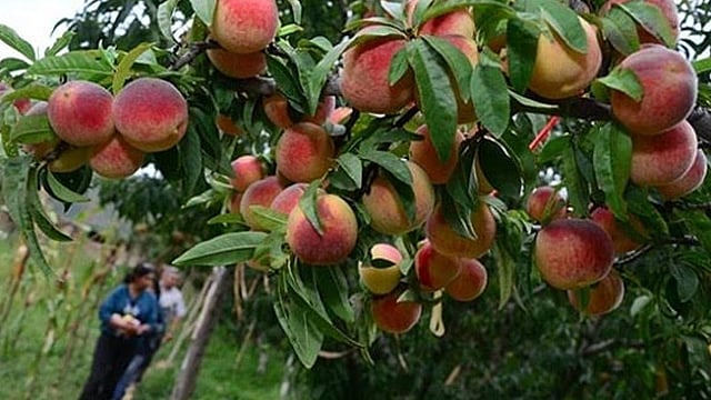 Michoacán Es Segundo Lugar En Producción De Durazno A Nivel Nacional