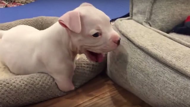 Video: El cachorro sin patas delanteras rescatado por familia
