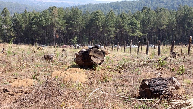 En dos años, Fondo Verde recaudó sólo 1.8 mdp en Michoacán