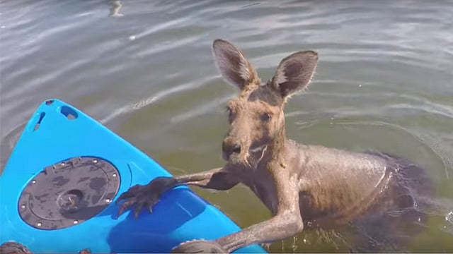Video: El rescate de un canguro que cae a canal de agua