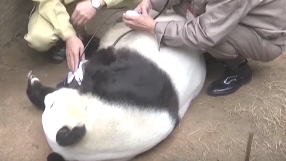 Muere la panda más vieja del mundo