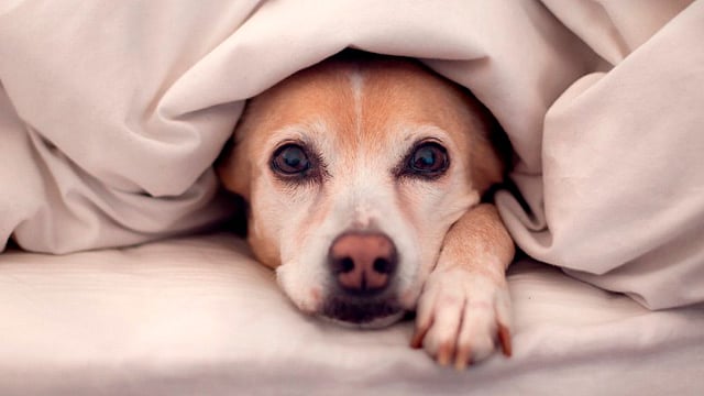 Protege a tus mascotas del frío con estas recomendaciones