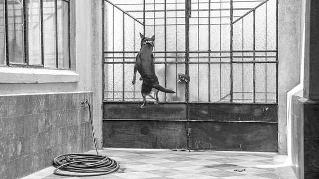 De la calle a la fama, así es la historia de "El Borras"