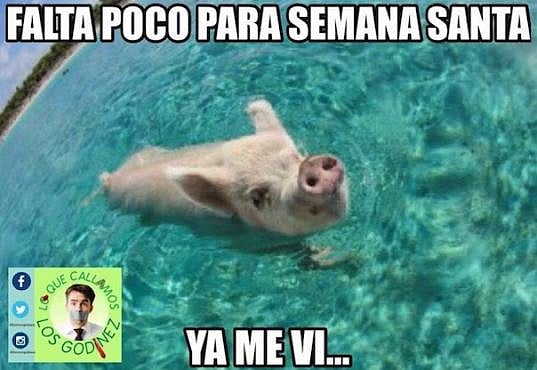 Memes En Albercas La Pillan Saliendo De La Piscina En Esta Rara