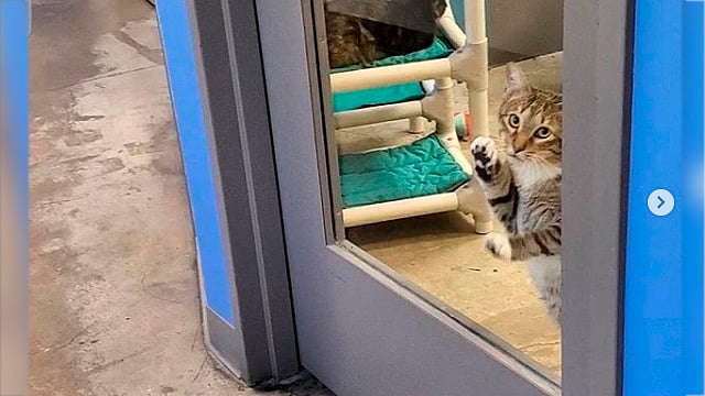 Castigan a un gato por dejar escapar a sus compañeros de un refugio #Viral