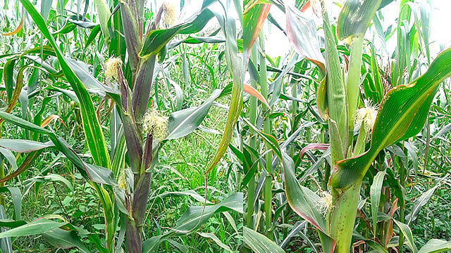 En Michoacán, Agricultura Sustentable logra 5 elotes por planta de maíz