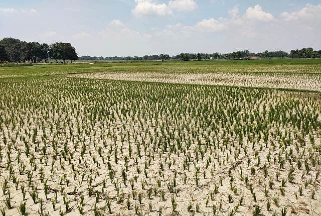 UP: Wilting paddy and parched fields, farmers worried