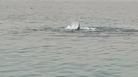 Russian killed by shark attack