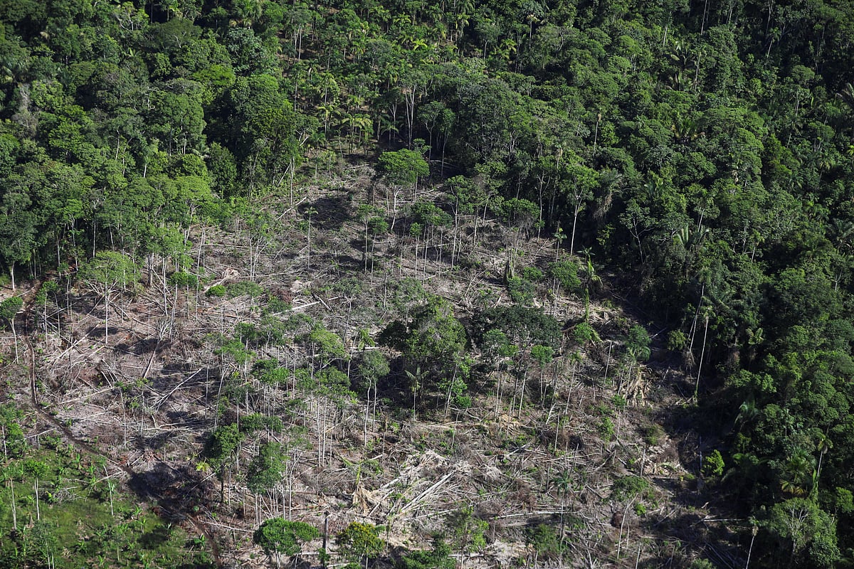 Colombian Coca Cultivation Reaches 20-Year High, UNODC Reports