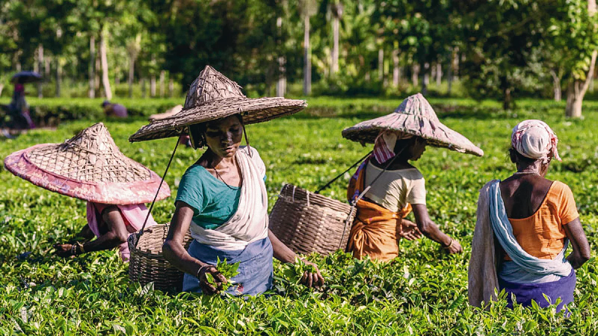 A glimpse into lives of Adivasi tea plantation workers