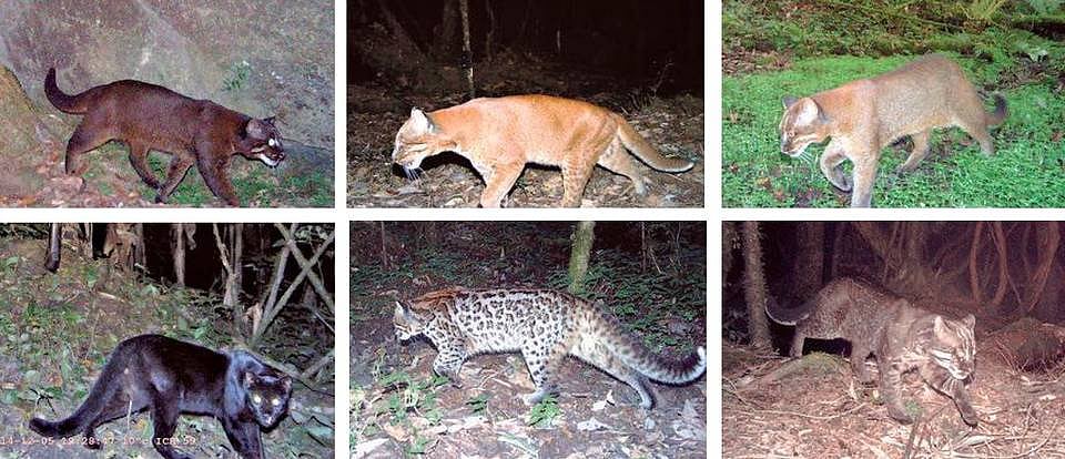 Idu-Mishmi tribe owned forests in Arunachal Pradesh sees six colour ...