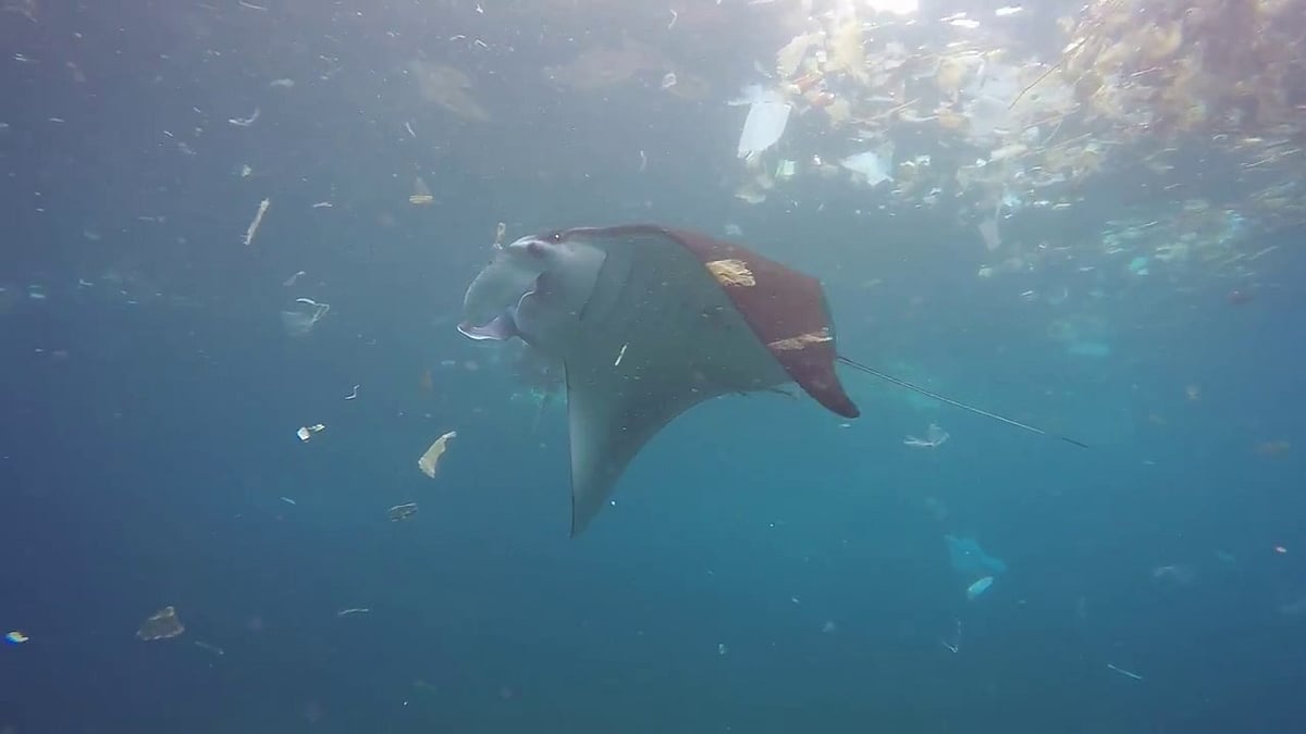 Hundreds of sharks, rays tangled in ocean plastic, says a study
