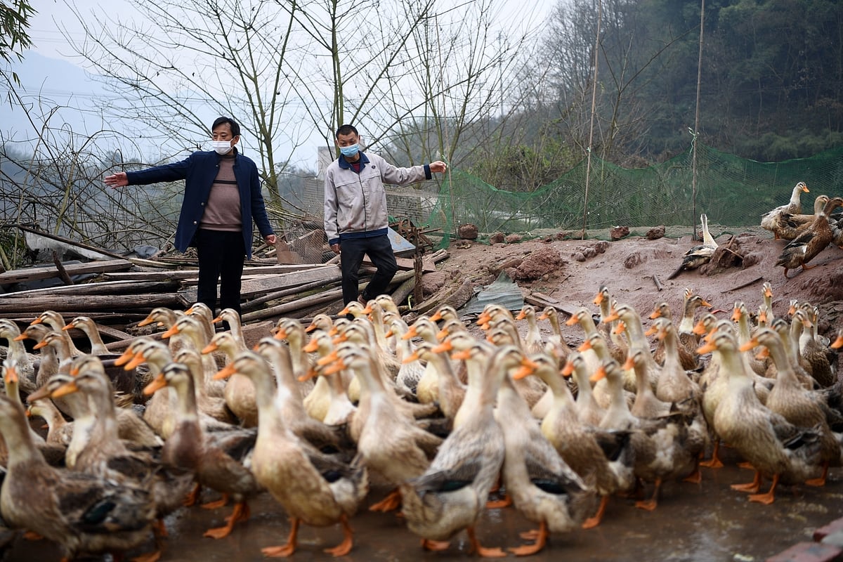 Chinese ducks to tackle Pak locust mess, Tweeple abuzz