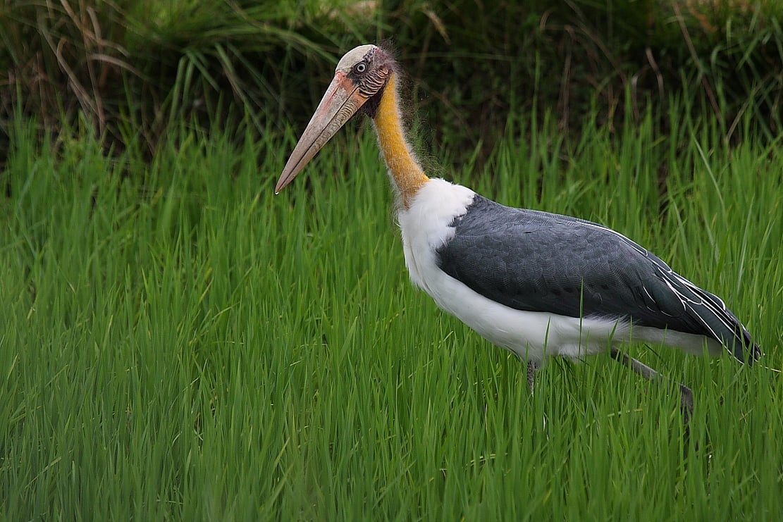 Earth Day: Lesser adjutant stork multiplying in fields, says Ornithologist