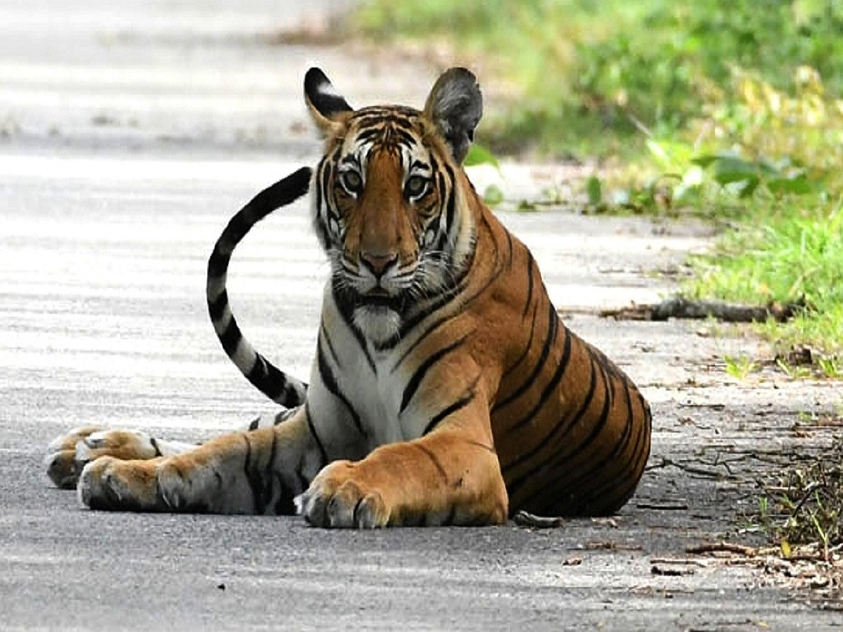 Tiger census 2022 world's most extensive wildlife survey: Report