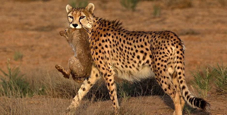 Cheetahs to make a comeback in India