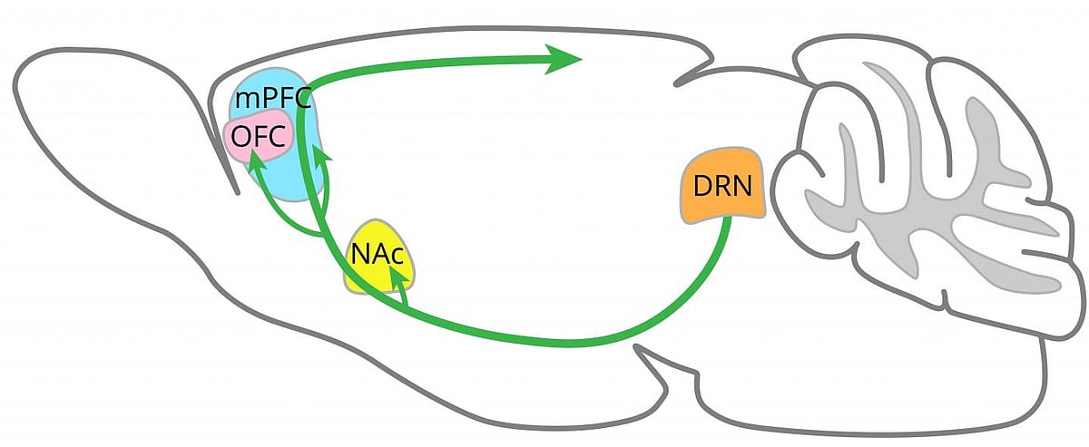 Regions of brain where serotonin promotes patience identified