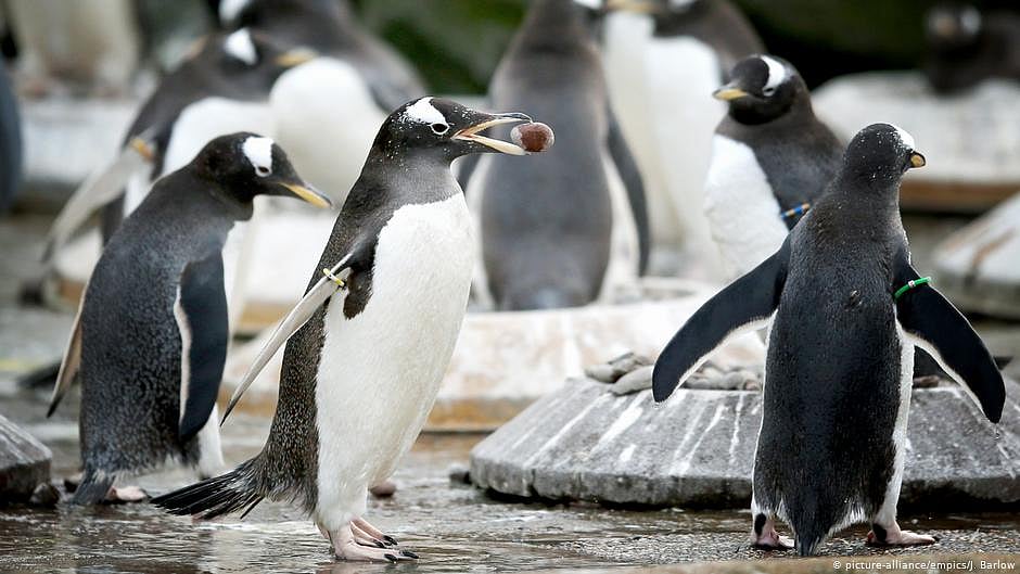 Penguins adapt their voices to sound like their companions: new study