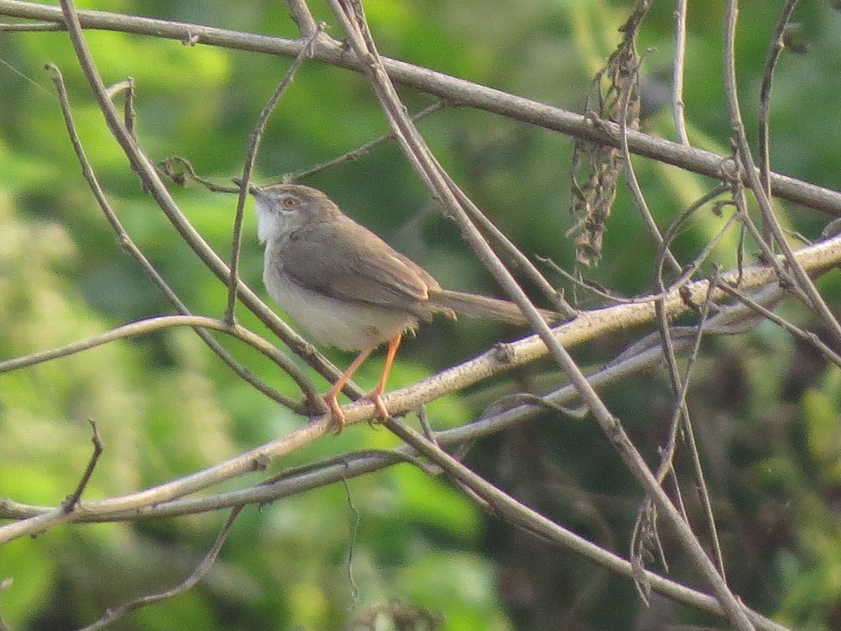 Backyard Birding: A prance of Prinias