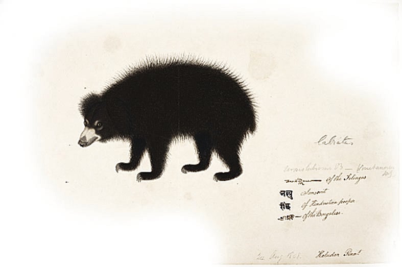 From Kalbose to Haludaria: Why a fish renamed after an obscure Bengali ...