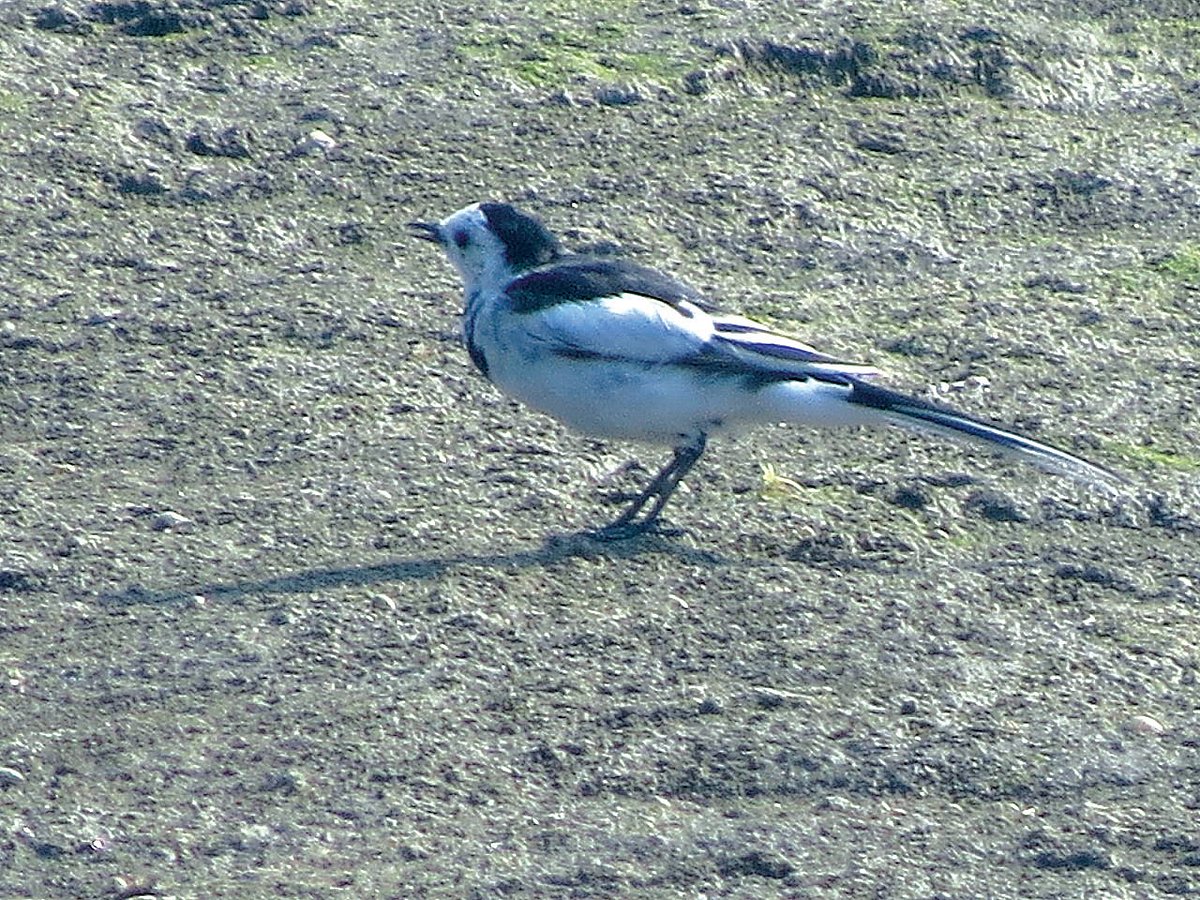 Birding: Visiting Wagtails from Europe, Central Asia