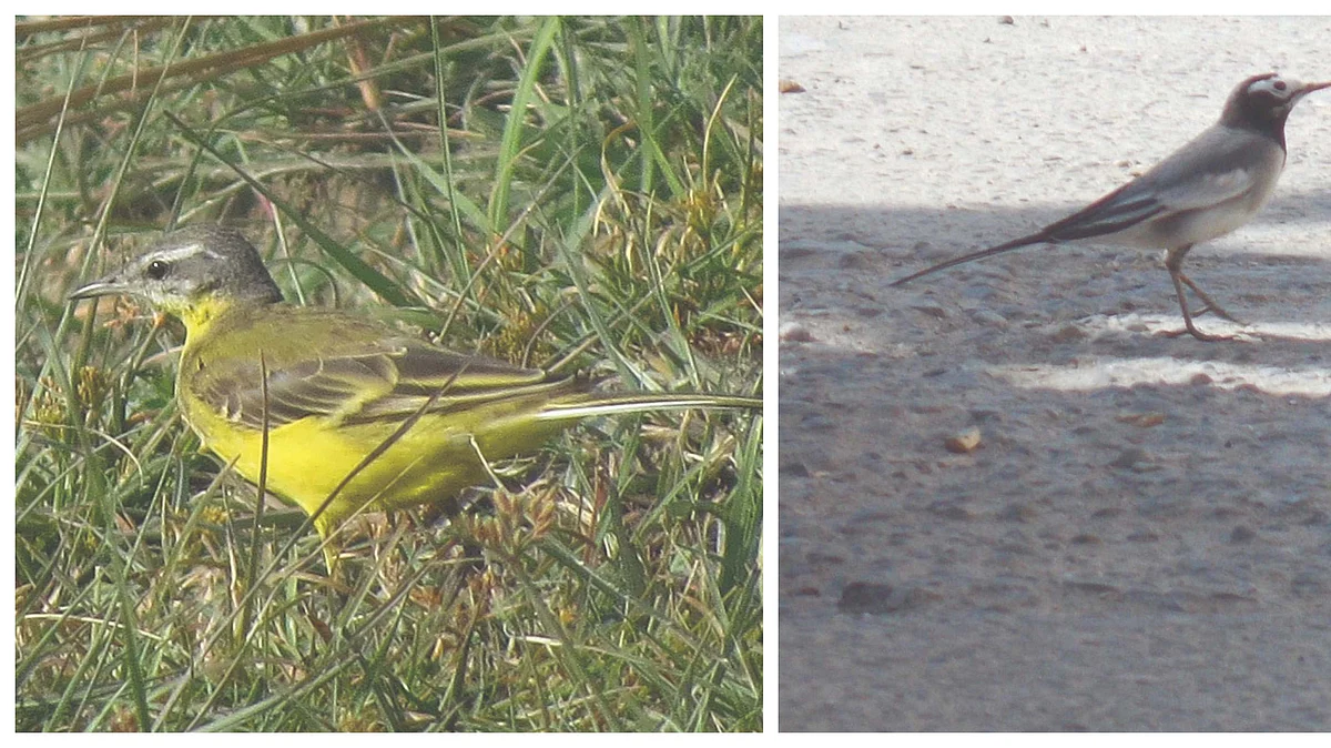 Birding: Visiting Wagtails from Europe, Central Asia