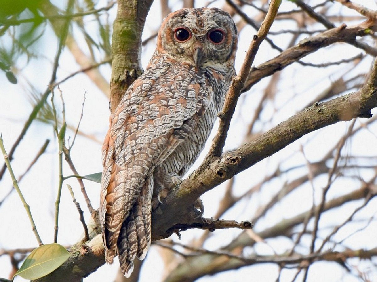 Doctor sights rare owl species in Prayagraj