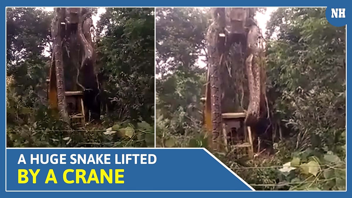 Watch the viral video of a huge snake lifted by a crane