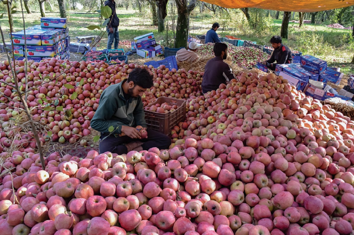 Glut of Iranian apples arriving through Gujarat ports depress prices in ...