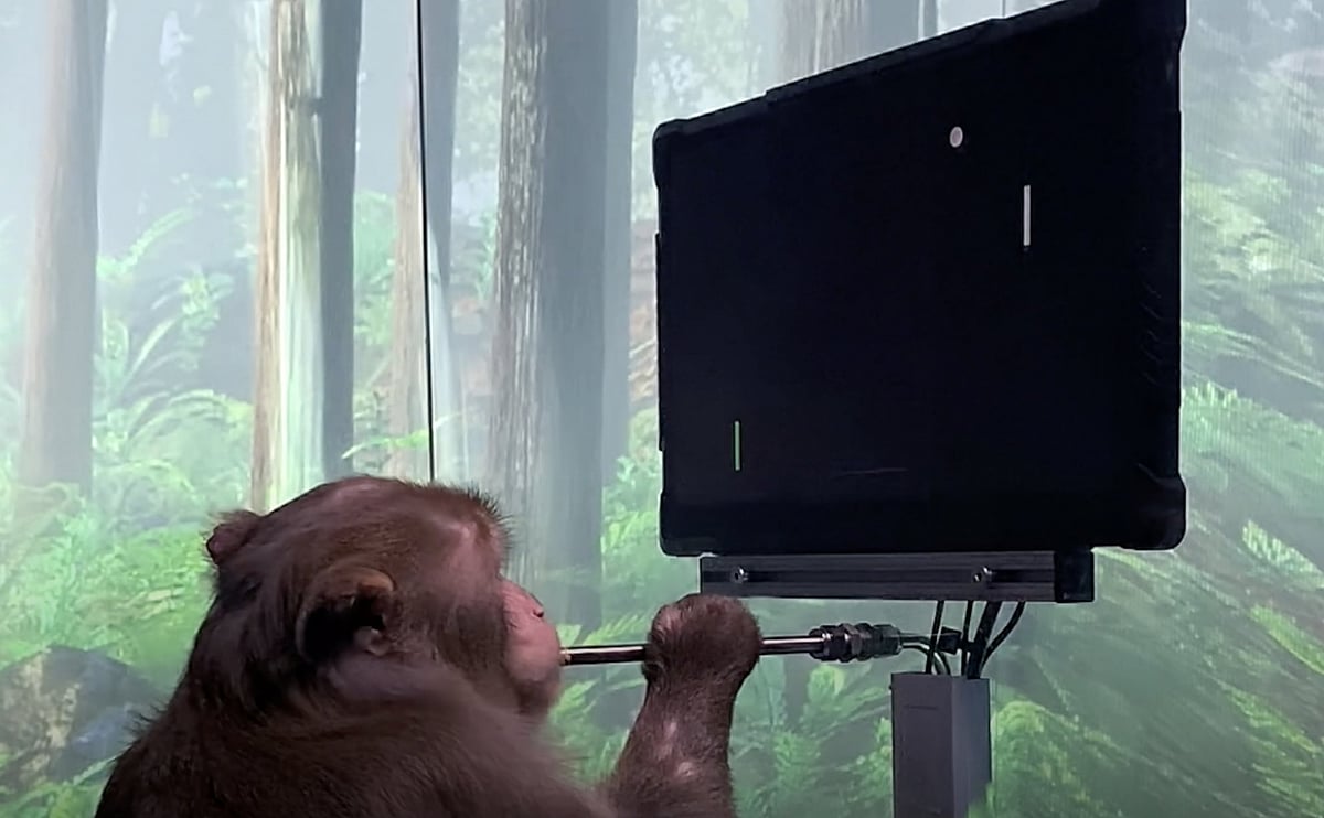Musk's Neuralink denies monkeys were harmed during brain-chip research