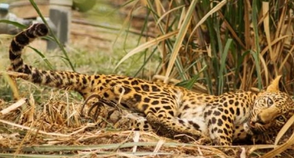 Leopard cub found dead in Pilibhit Reserve